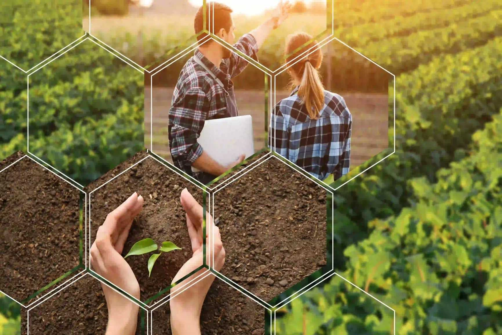 Top 10 agriculture courses after 12th